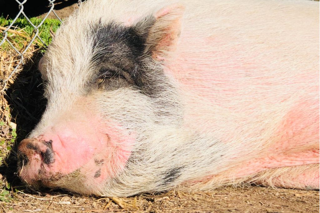 Hope - Farm Animal Refuge