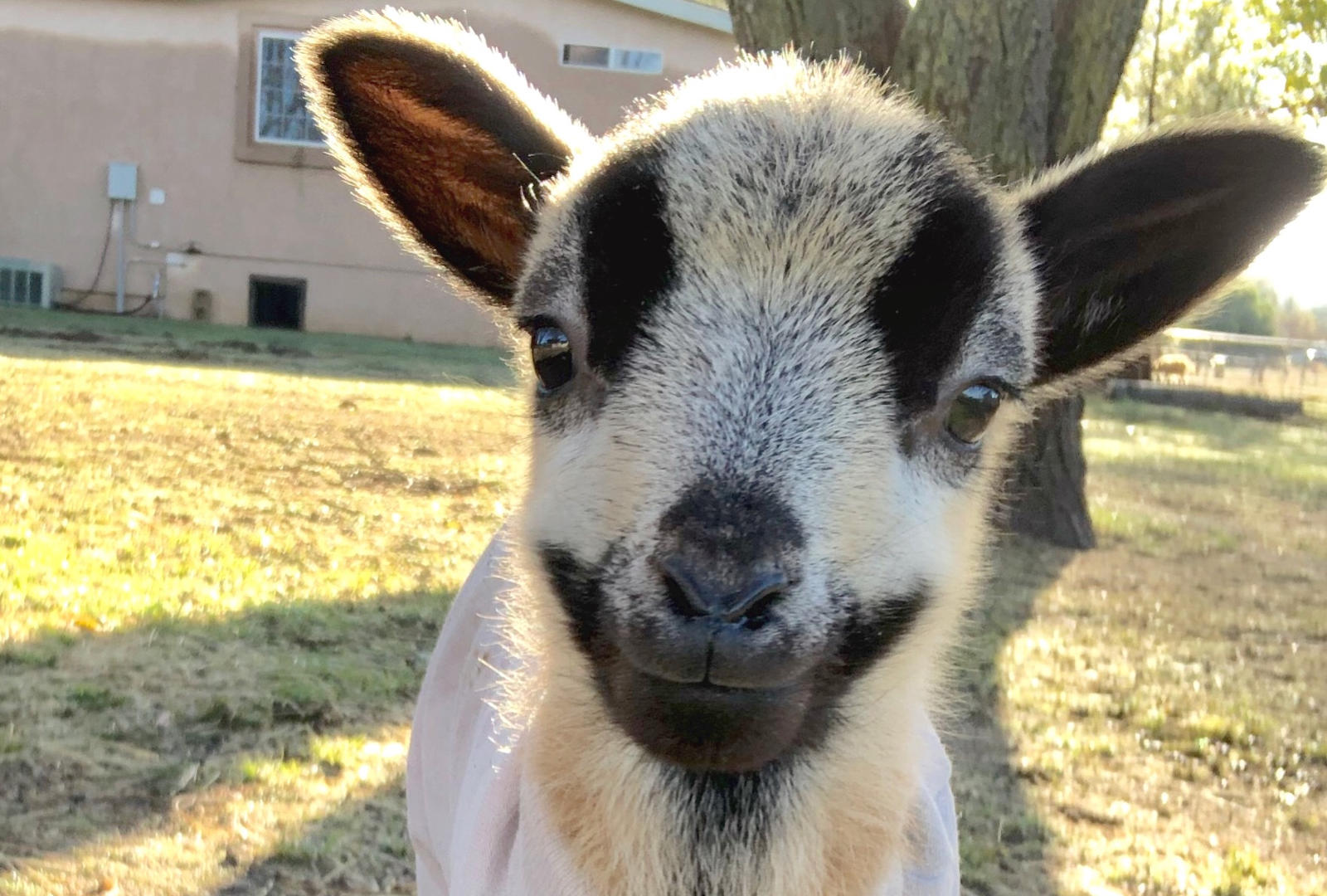 Mary - Farm Animal Refuge