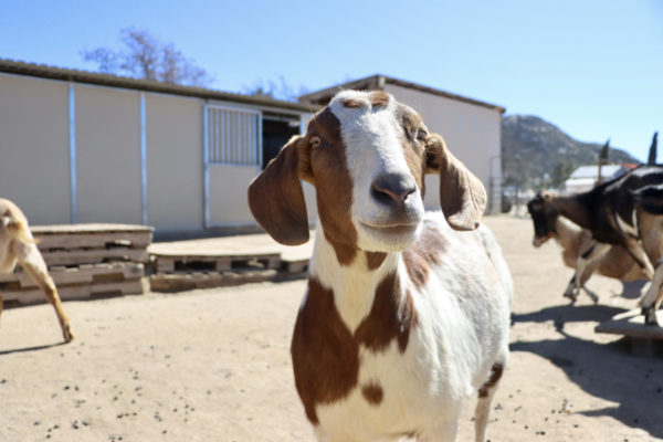 Ariel - Farm Animal Refuge