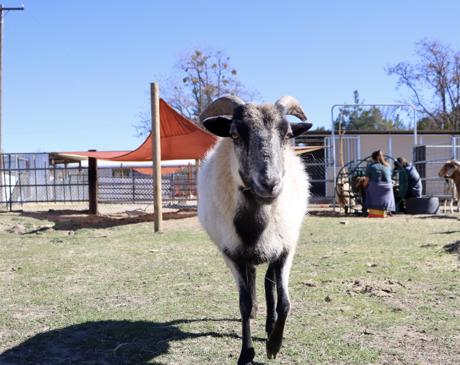 Mary - Farm Animal Refuge