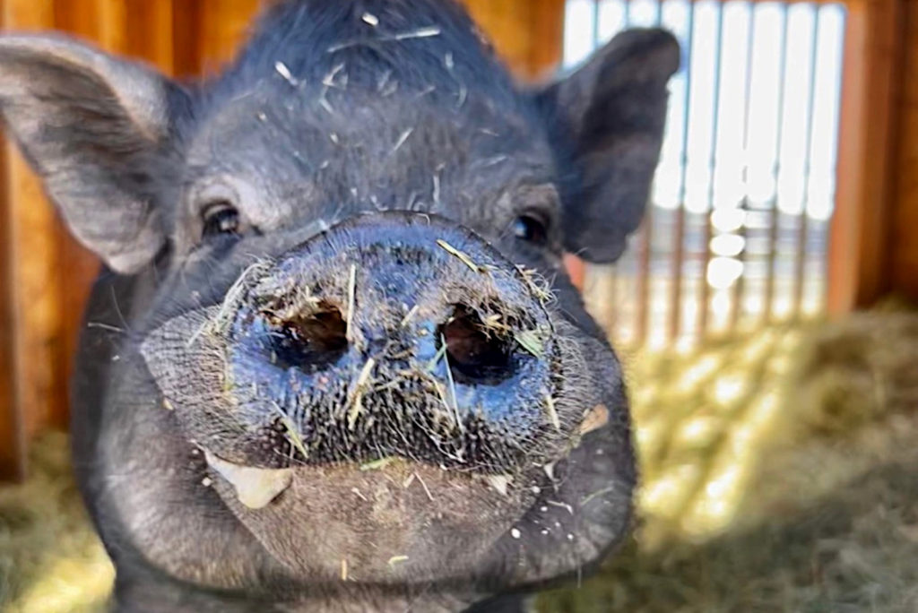 Flounder - Farm Animal Refuge