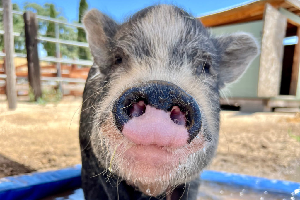 Hugo - Farm Animal Refuge