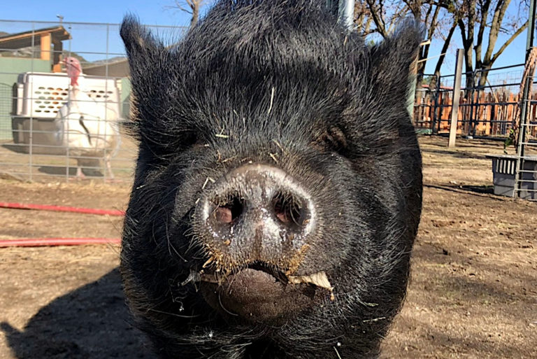 Judy - Farm Animal Refuge